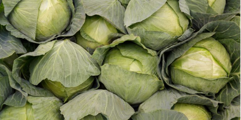 September Produce Spotlight: Cabbage - Cannon Logistics